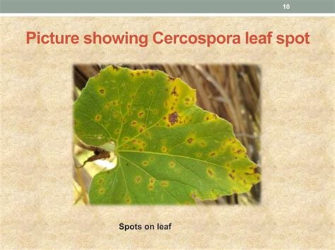 Diseases Of Sweet Potatoes Ppt