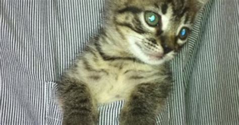 Pocket Kitty Imgur