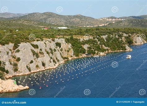 Mussels Farm Stock Image Image Of Croatian Krka River 21129339