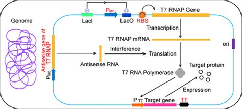 A T7 Autogene Based Hybrid Mrnadna System For Long Term 45 Off