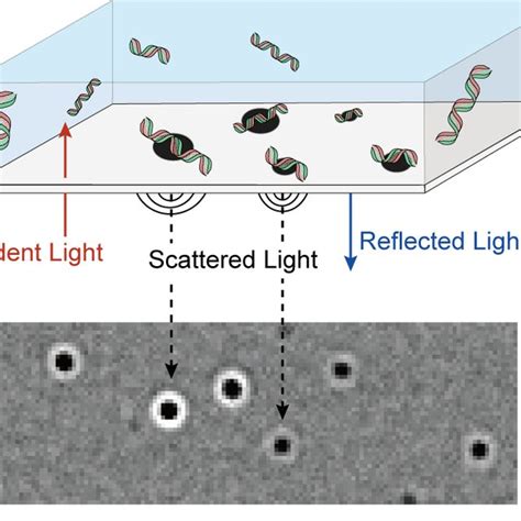 Pdf Single Molecule Mass Photometry Of Nucleic Acids