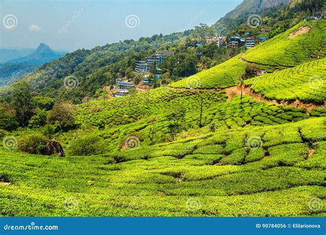 Plantações De Chá Em Munnar Kerala India Foto De Stock Imagem De