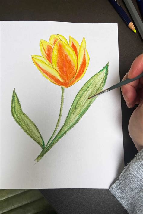 Easy How To Draw Tulips Step By Step Guide With Watercolors Picture