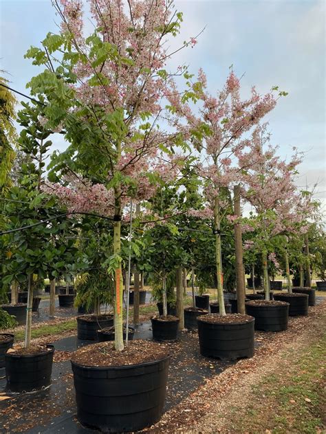 Cassia Bakeriana Tree Pink Cassia For Sale Florida Treeworld Wholesale