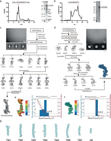 Cryo Em Images And Single Particle Reconstruction Of The Download