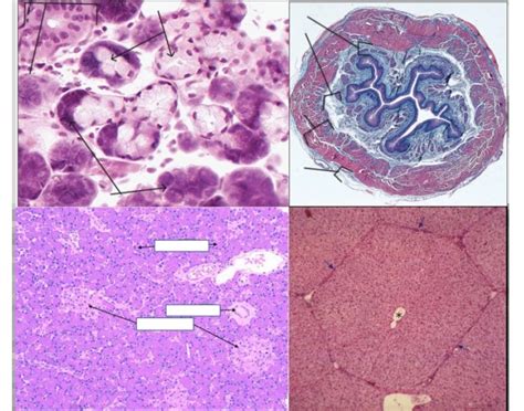 Digestive System Microscopy Labeling Quiz