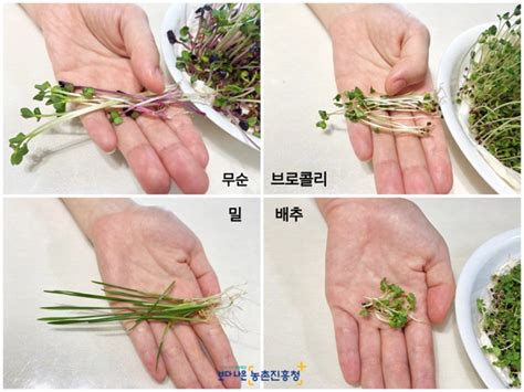 새싹채소와 함께 봄을 맞이해요 Ft 집에서 새싹채소 키우기 네이버 블로그