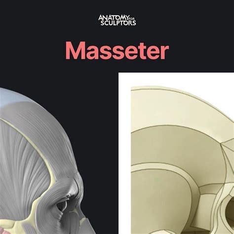 Anatomy For Sculptors On Instagram The Masseter Is The Strongest Of