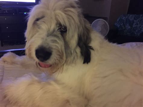 Pin By Shelly Myers On Leesi Russian Sheepdogs Sheepdog Dogs Animals