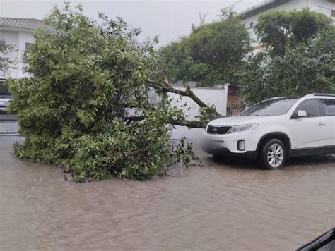Chuva Intensa Causa Estragos Em Timbó Queda De árvores E Alagamentos