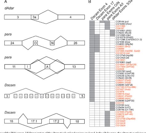 Figure 1 From Identification Of Alternative Splicing Regulators By Rna