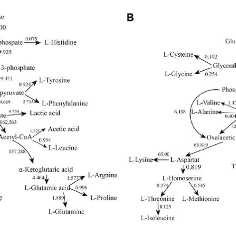 Metabolic Network Calculation Results A Metabolic Flow In