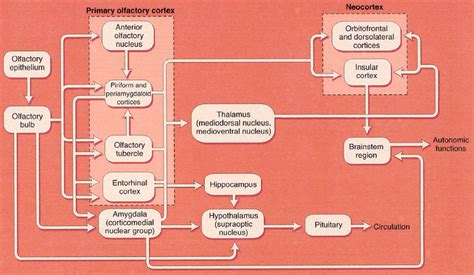 Olfactory Identification Deficits Cognitive Decline And Dementia In