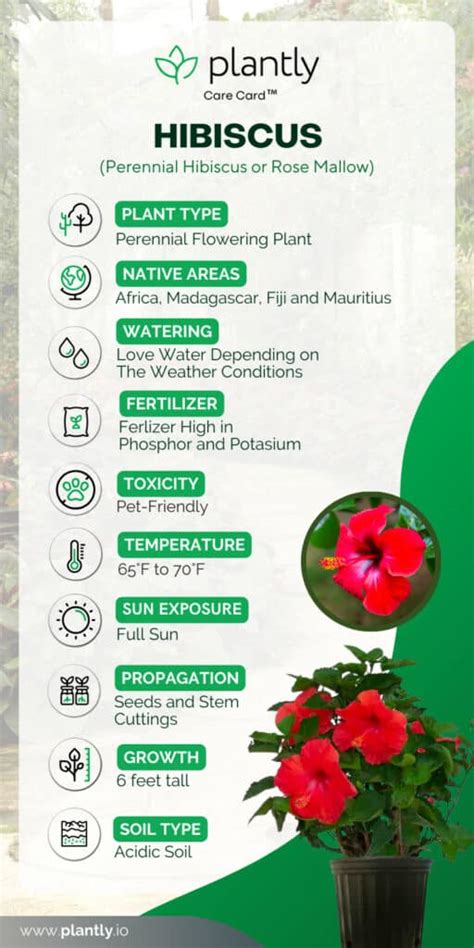 Perennial Hibiscus Plant Care And Growing Guide Plantly