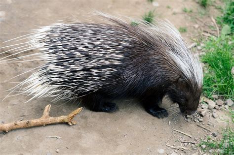 Porcupine Image Eurekalert Science News Releases