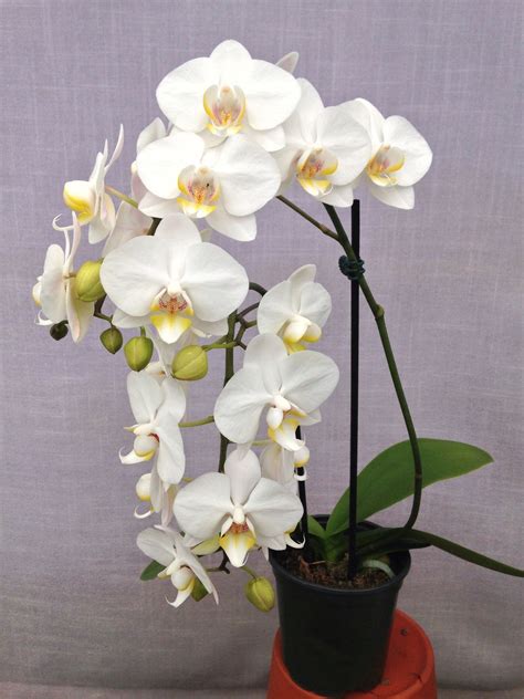 Orquídea Phalaenopsis Aprenda a Como Cultivar imagens