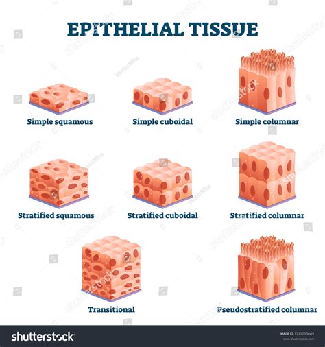 Epithelial Tissue Over 516 Royalty Free Licensable Stock Vectors And Vector Art Shutterstock