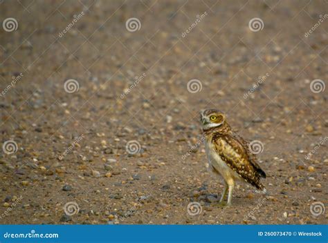 Closeup Of A Burrowing Owl Athene Cunicularia On The Ground Stock