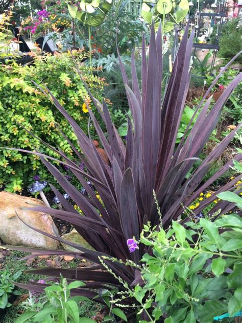 Burgundy Plants And Flowers Hgtv