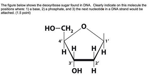 Get Answer The Figure Below Shows The Deoxyribose Sugar Found In Dna