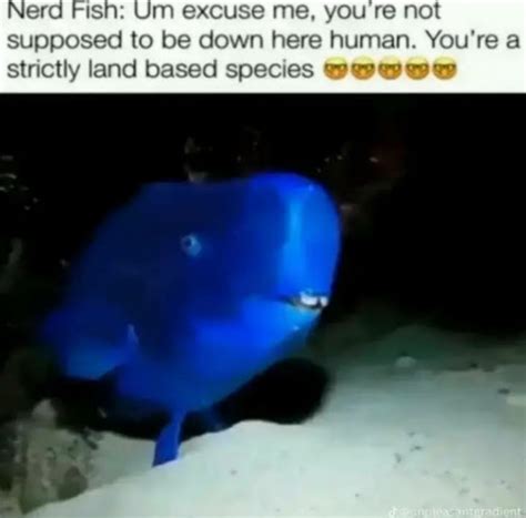 Umm Actually🤓 R Shid And Camed