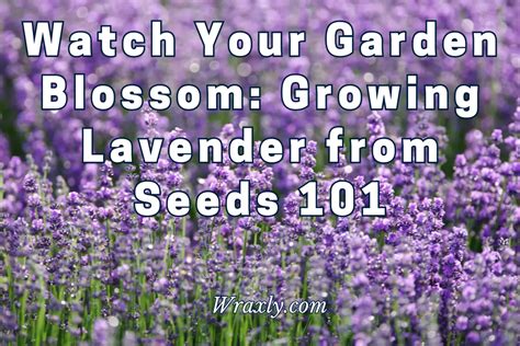 Watch Your Garden Blossom Growing Lavender From Seeds 101 Wraxly