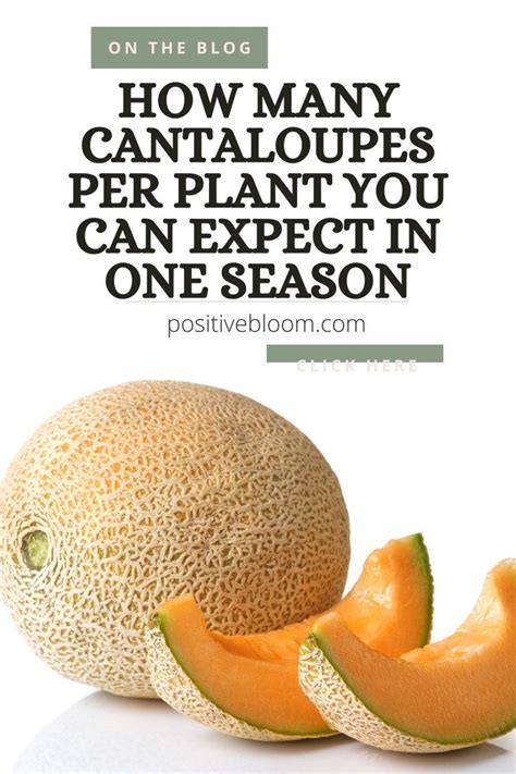 How Many Cantaloupes Per Plant You Can Expect In One Season How To