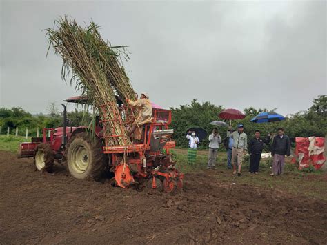 ကွတ်ခိုင်မြို့နယ် ဒေသခံတောင်သူများ တိရစ္ဆာန်အစာဖူလုံစေရန်အတွက် မိုးရာသီတိရစ္ဆာန်အစာပင် နေပီယာမ