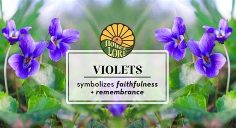 Violet Flower Symbolism Infoupdate Org