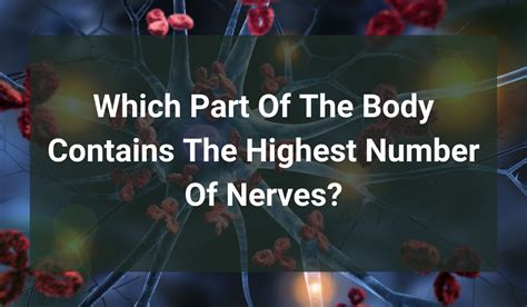 What Part Of The Body Has The Most Nerves Detroit Chinatown