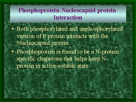 Phosphoprotein Nucleocapsid Protein Interaction