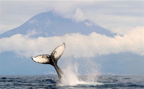 Whale Watching Lajes Do Pico Pico Island Azores Islands Whale