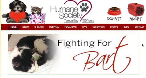 Bart The Zombie Miracle Cat Eats The Catnip Times