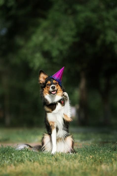 Маленький прекрасный бордерочек сегодня празднует свой шестой день рождения Моя героическая