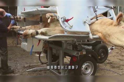 见过给牛修脚那你见过给大象修脚吗网友强迫症都快犯了