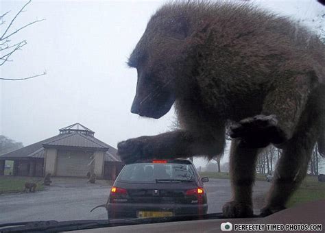 50 Perfectly Timed Photos That Will Make You Look Twice