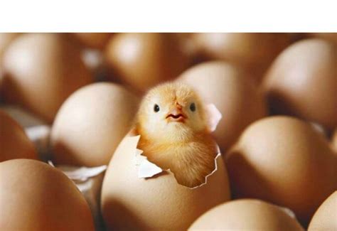 Create Meme Egg Chicken Hatching Egg Images Hatched Chick Pictures
