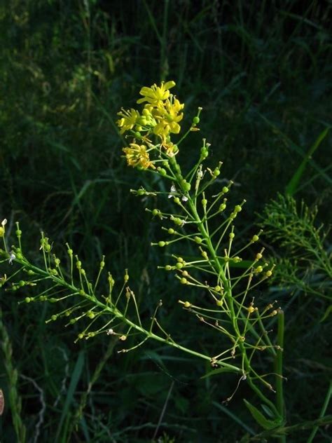 Rorippa Austriaca Alchetron The Free Social Encyclopedia