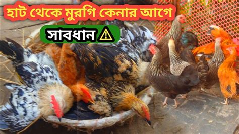 কি দেখে বাজার থেকে মুরগি কিনবেন। হাট থেকে মুরগি কেনার পর কি করবেন। দেশি