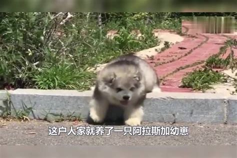 阿拉斯加宝宝饿肚子主动找铲屎官理论奶凶奶凶的萌到犯规 饿肚子 主动 理论