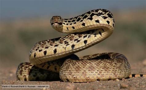 Snake Snake Ssss Twitter
