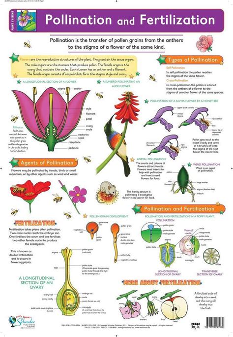 Dragon Fruit Pollination Chart