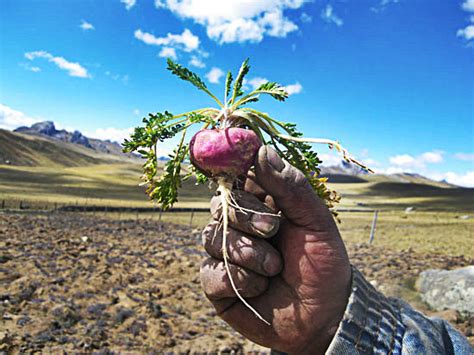 Maca en el Perú Conoce a Biocunas