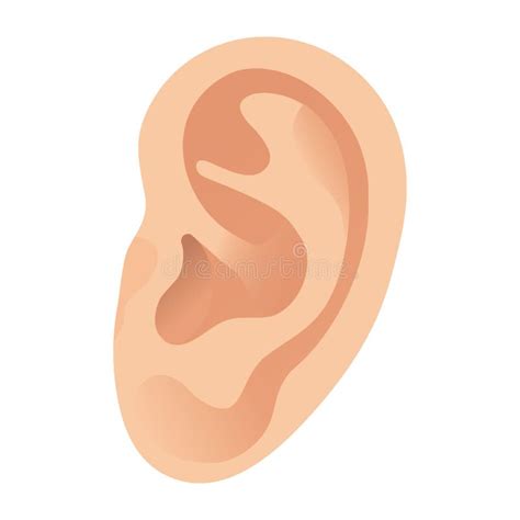 Human Auricle Detailed Vector Illustration Showcasing The Structure And Features Of The Human