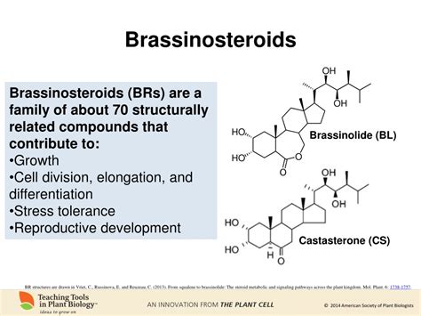 What Is Structure Brassinosteroids At Ava Ewers Blog