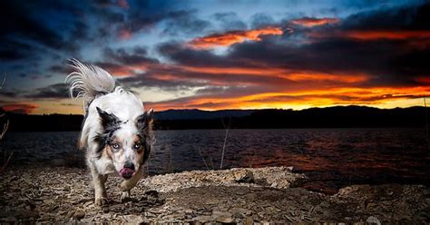 I Think A Sheltieaussie Mix Imgur