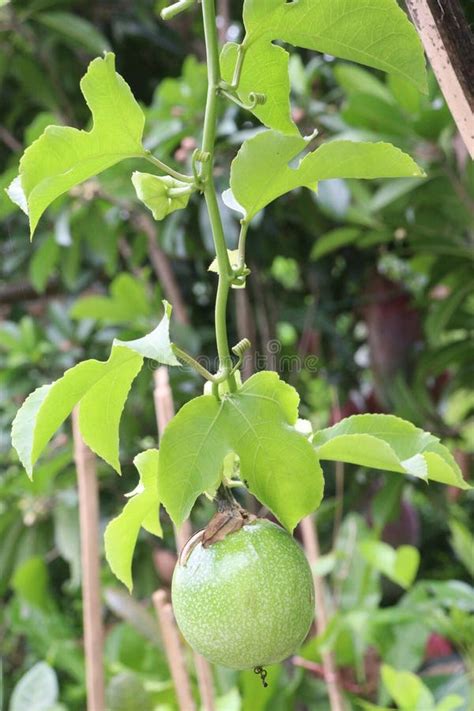 Passion Fruit Plant On Farm For Sell Stock Image Image Of Beautiful