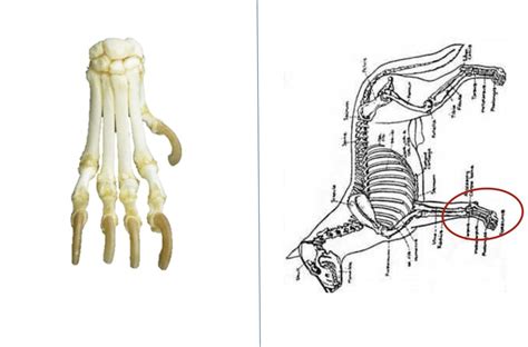 Right Carpal Metacarpal And Phalanges Diagram Quizlet