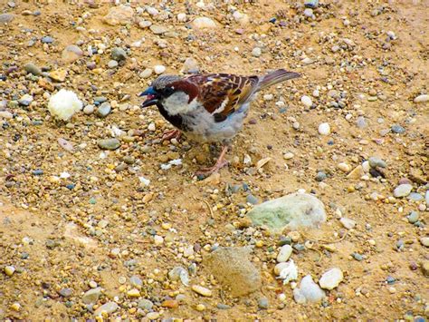 Premium Photo Close Up Of Sparrow On Beach