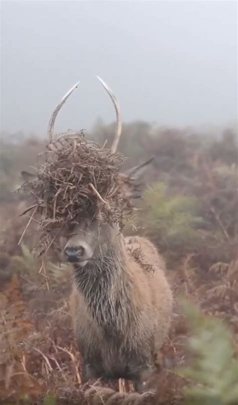 덤불 사이에 서 있는 사슴 뿔에 뭐가 걸린거지 깨닫지 못한 사슴 디피펫